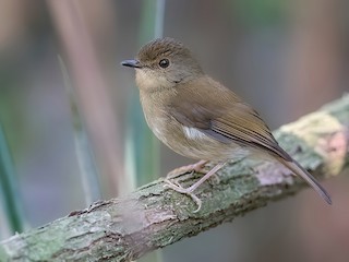 Gabela Akalat - Sheppardia gabela - Birds of the World