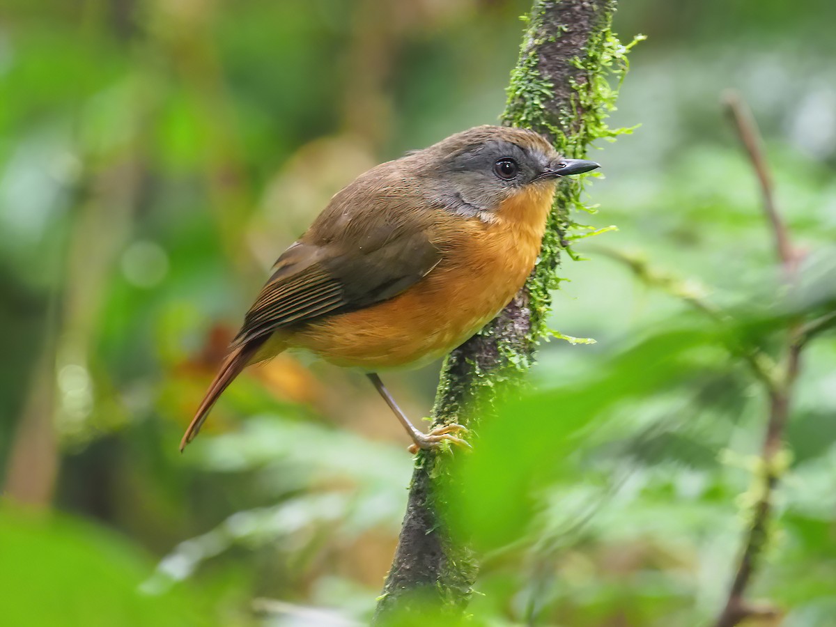 Equatorial Akalat - Sheppardia aequatorialis - Birds of the World