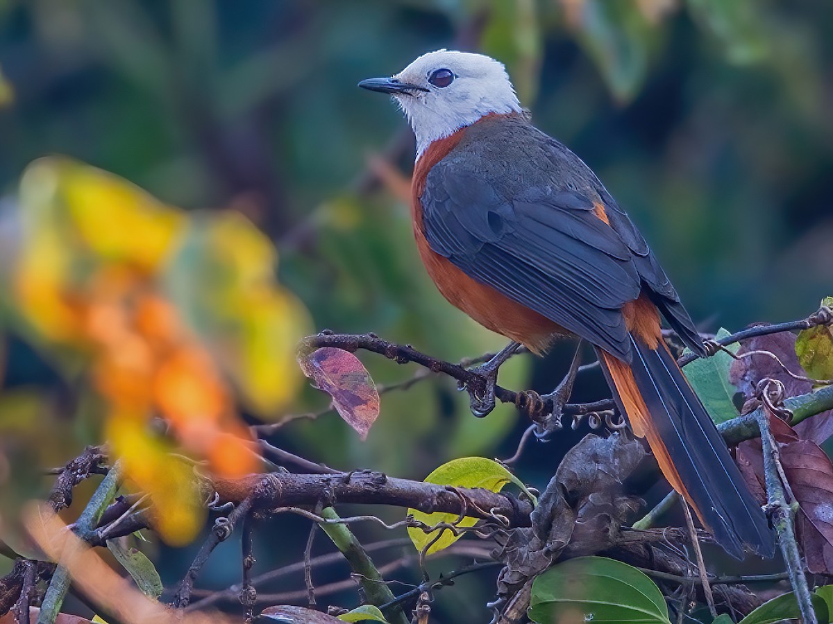 White-headed Robin-Chat - Cossypha heinrichi - Birds of the World