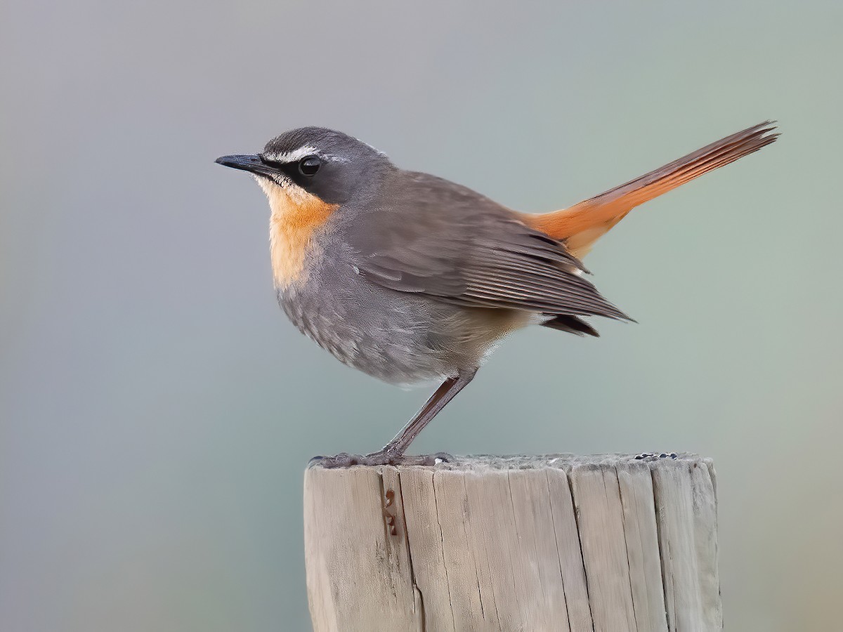 Cape Robin-Chat - Dessonornis caffer - Birds of the World