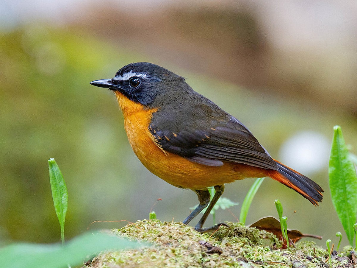 Mountain Robin-Chat - Cossyphicula isabellae - Birds of the World