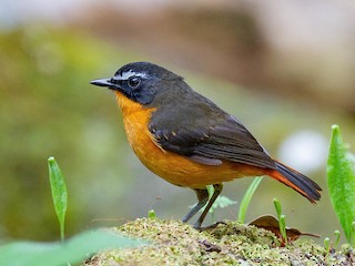 Mountain Robin-Chat - Cossyphicula isabellae - Birds of the World