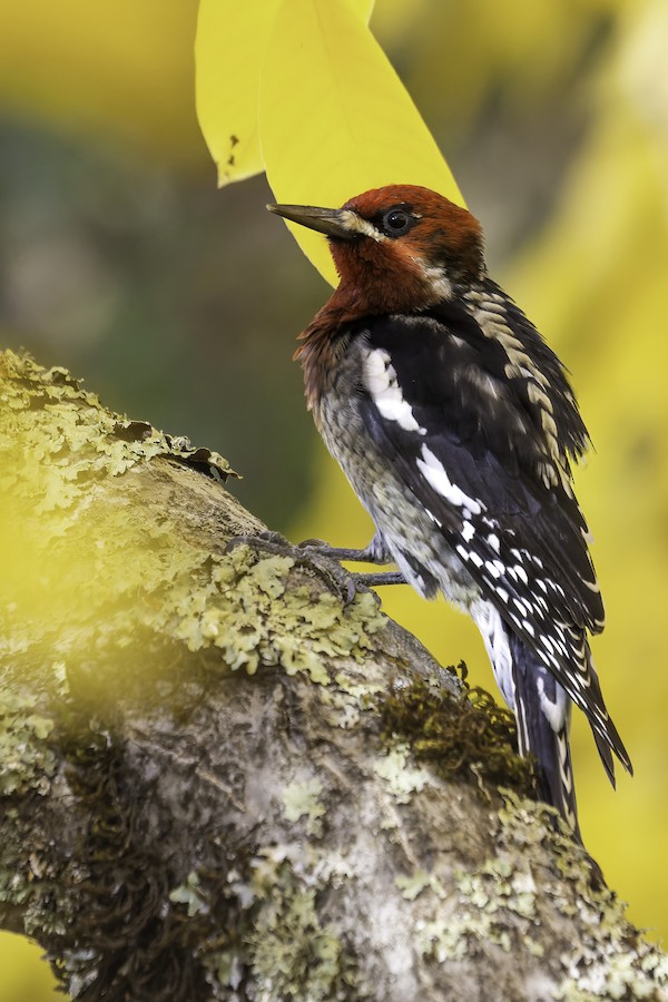 Chupasavia Pechirrojo (daggetti) - eBird