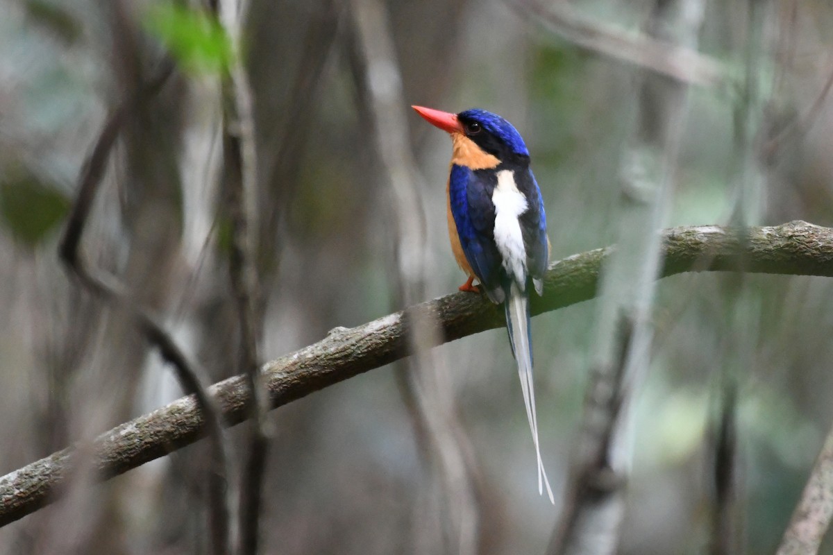 eBird Checklist - 31 Oct 2022 - Mt Lewis Rd at -16.57866, 145.32709 ...