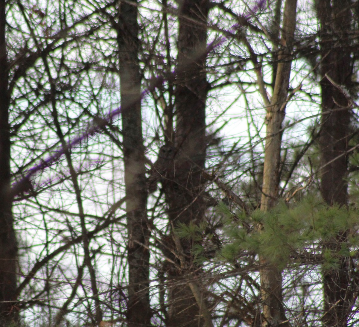 eBird Checklist - 24 Nov 2022 - The Pigeon - 9 species eBird Checklist - 24 Nov 2022 - The Pigeon - 9 species