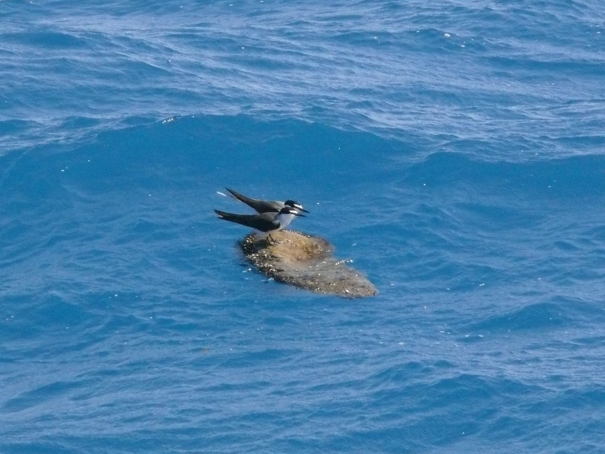 eBird Checklist - 1 May 2009 - Rebecca Shoals Light - 2 species