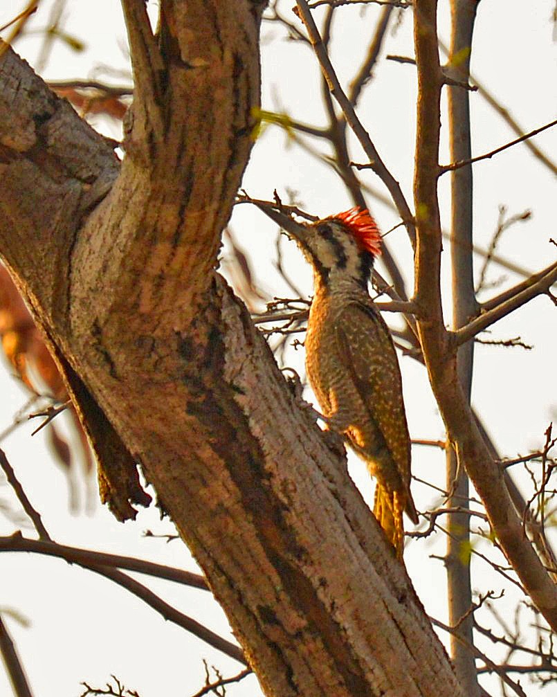 eBird Checklist - 23 Oct 2022 - Gwabi Lodge - 39 species