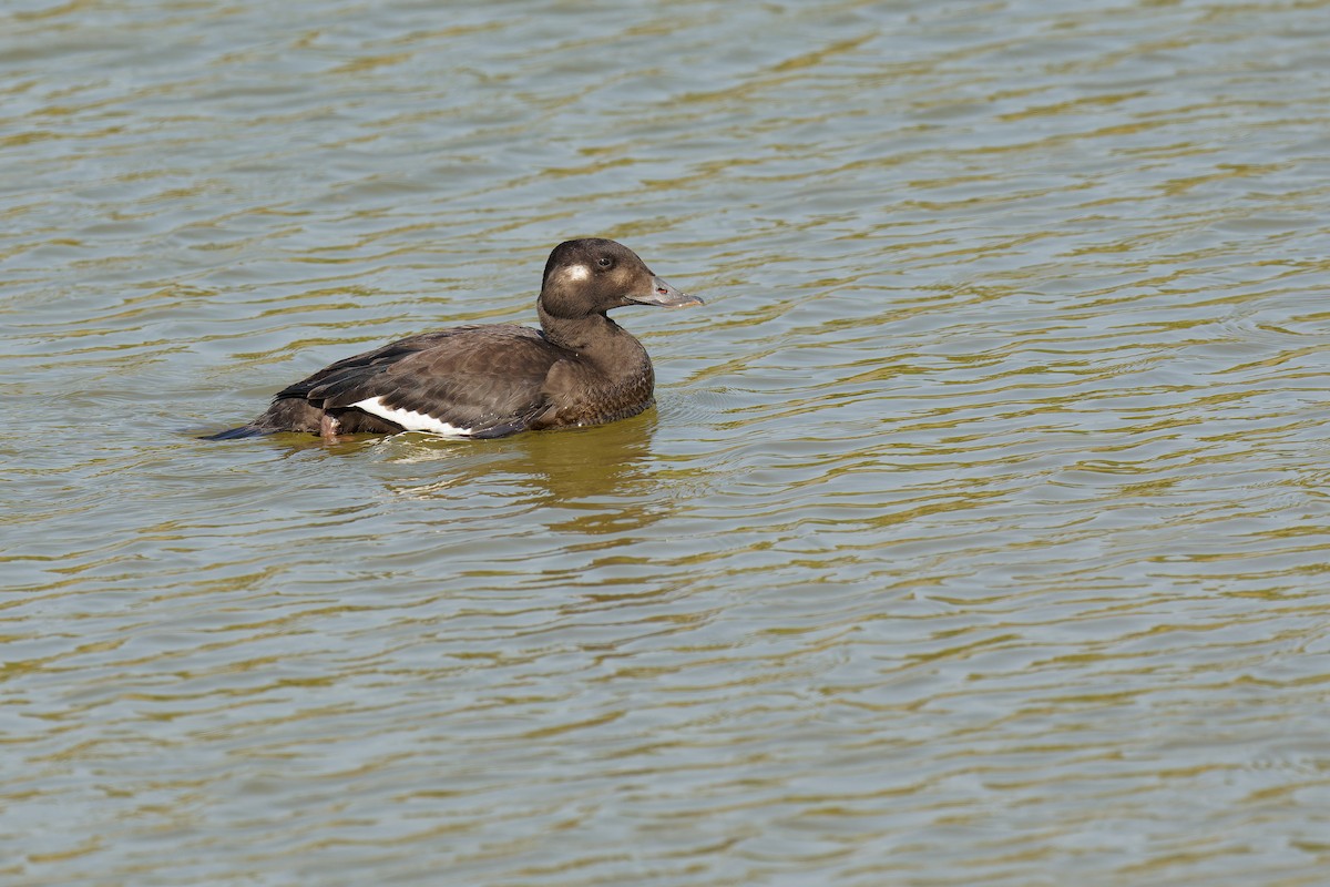 eBird Checklist - 6 Oct 2022 - CN-Changping District-Huahai - 1 species