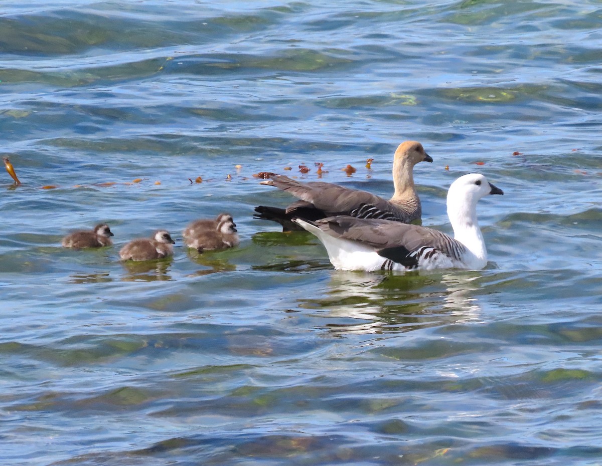 eBird Checklist - 12 Nov 2022 - Gypsy Cove - 29 species