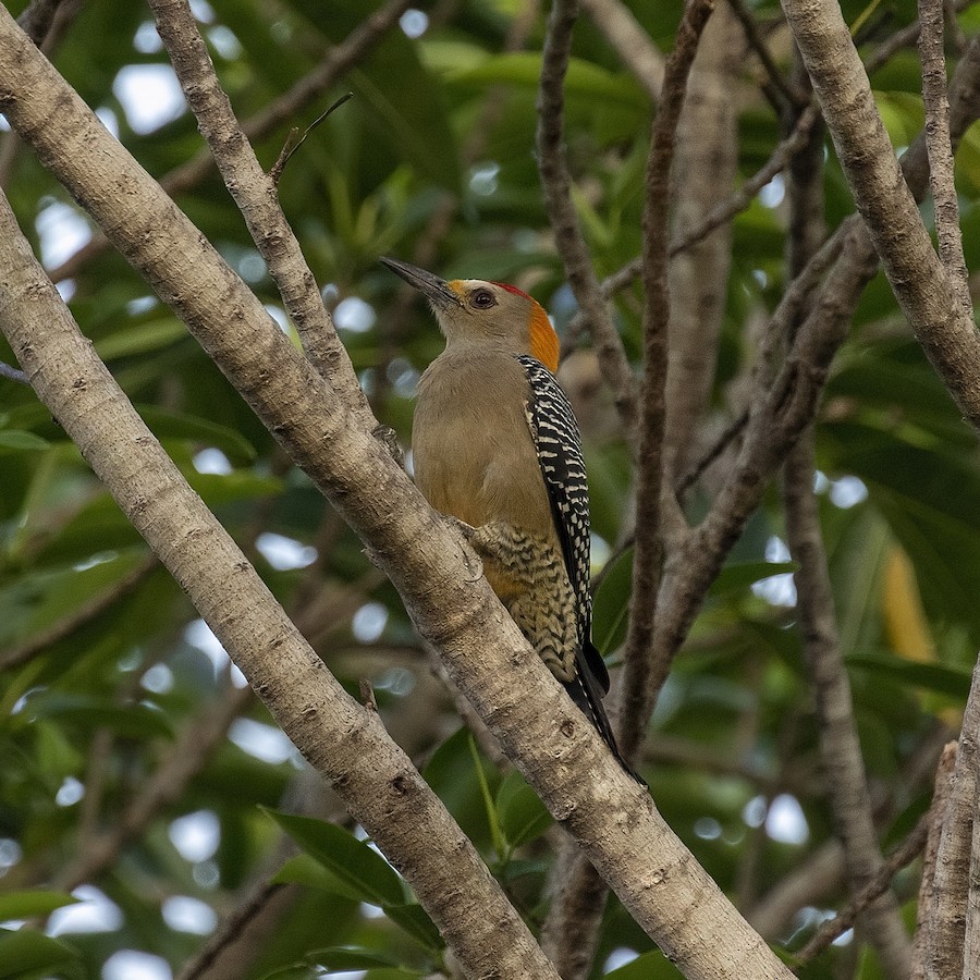 Carpintero Frentidorado (polygrammus) - eBird