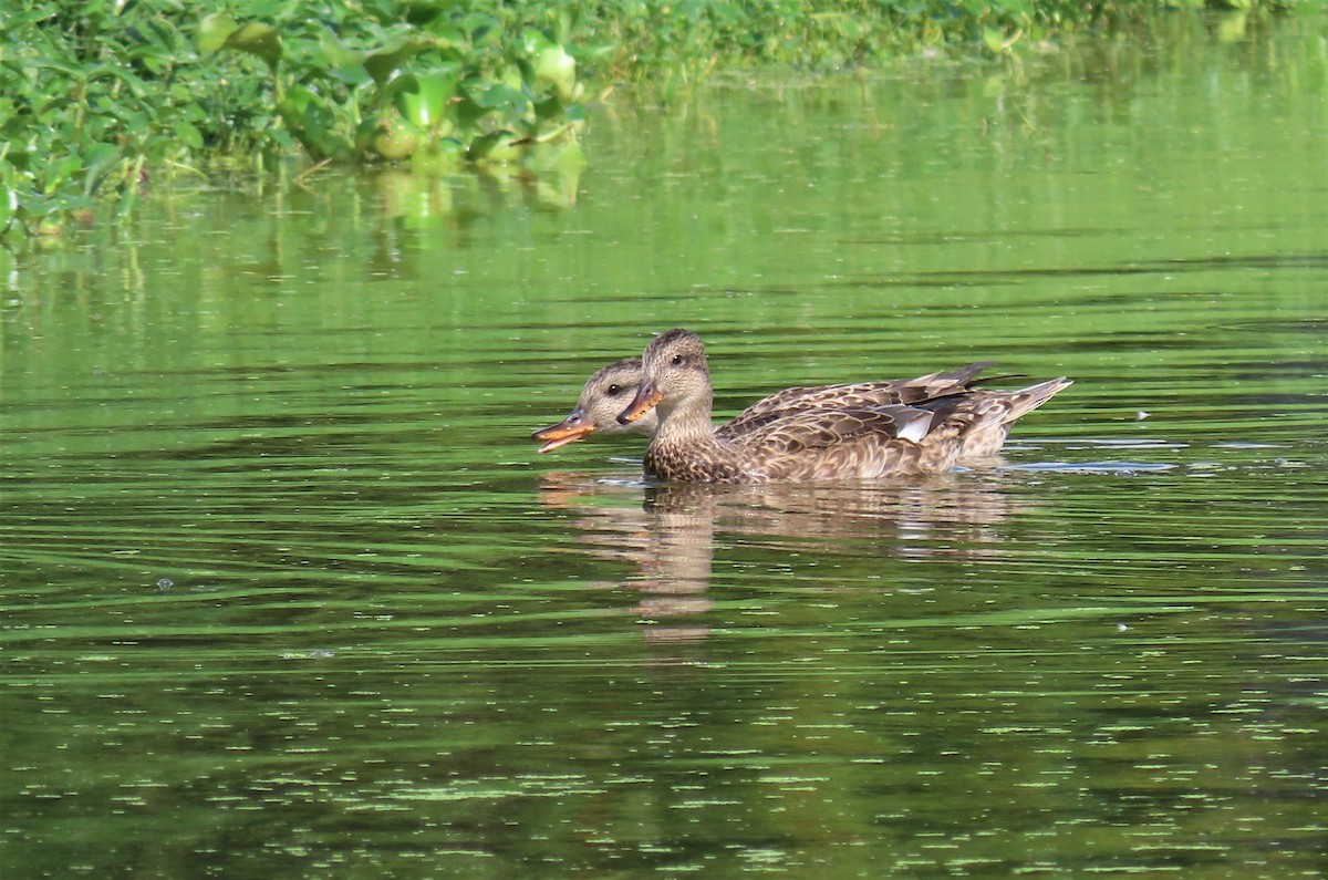 eBird Checklist - 26 Nov 2022 - Peaceful Waters Sanctuary - 38 species ...