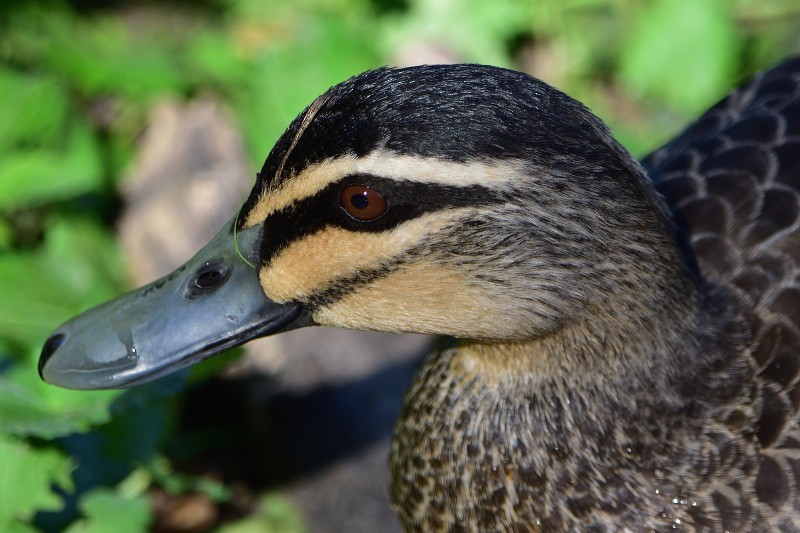 eBird Checklist - 11 Mar 2017 - Nepean River Cycleway, Camden - 41 species
