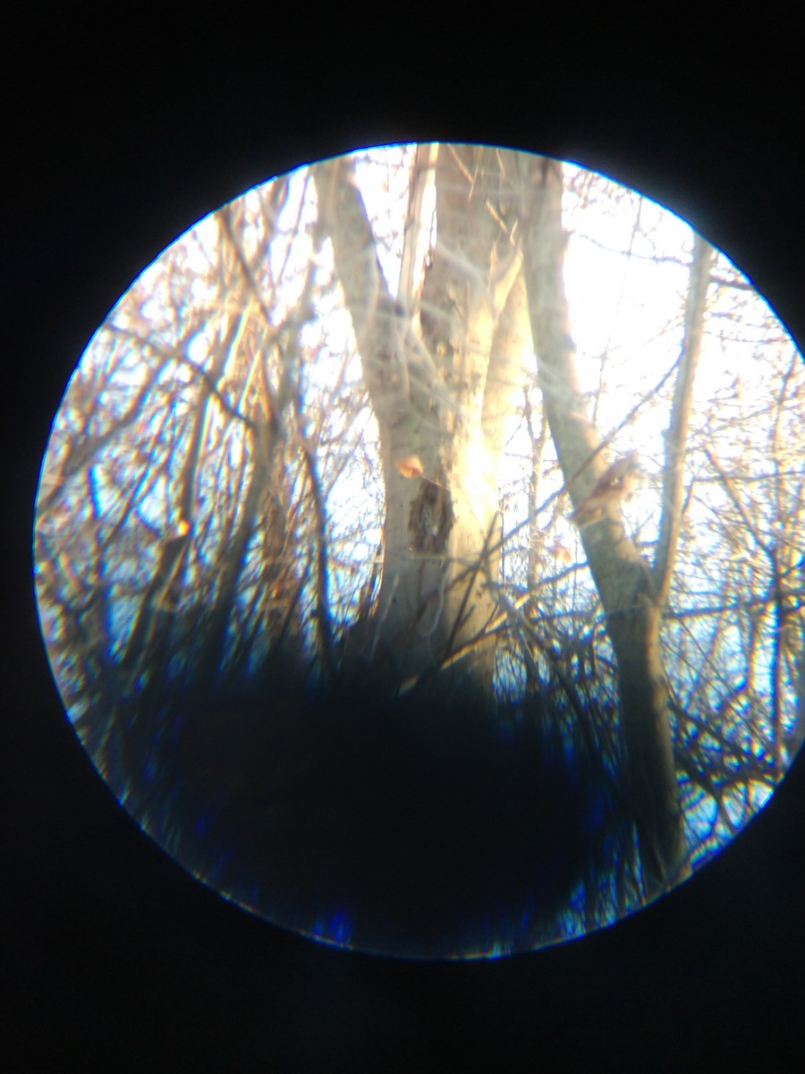 eBird Checklist - 26 Nov 2022 - Margaret Peak Nature Preserve - 1 species