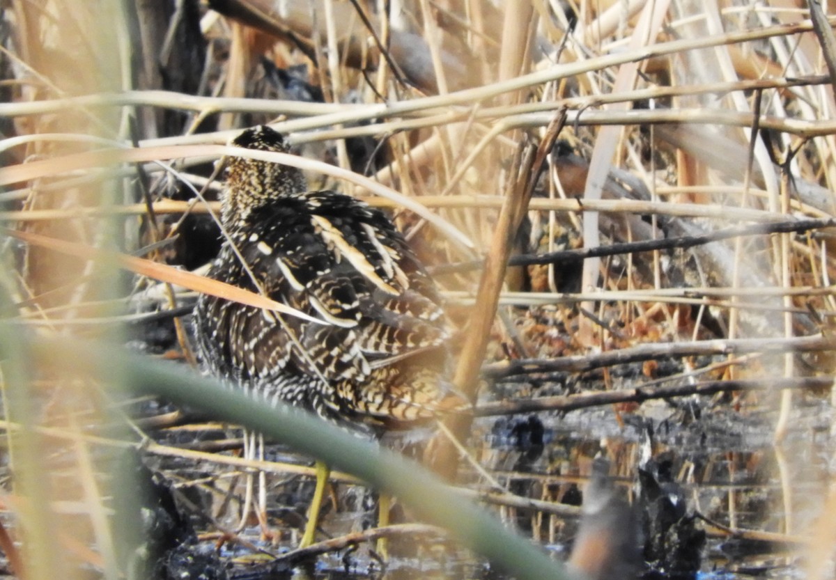 eBird Checklist - 26 Nov 2022 - Piute Ponds (permit required) - 37 ...