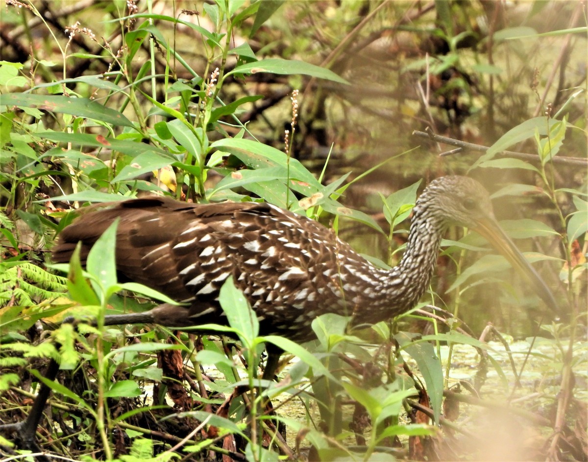eBird Checklist - 22 Nov 2022 - Audubon Corkscrew Swamp Sanctuary - 44 ...
