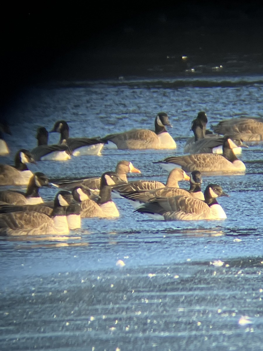 eBird Checklist - 26 Nov 2022 - Lac Davignon - 9 species