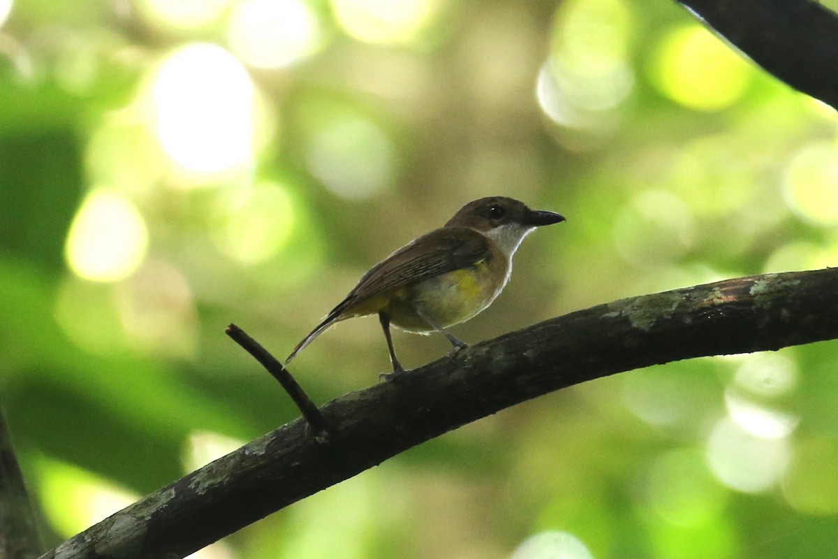 Black-tailed Whistler (Damar) - eBird