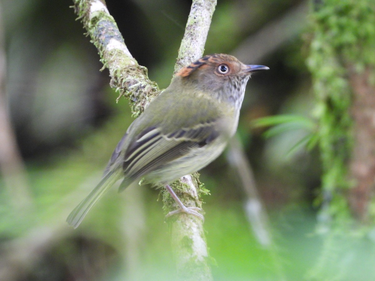 eBird Checklist - 26 Nov 2022 - Sky Adventures - Arenal Park - 34 species