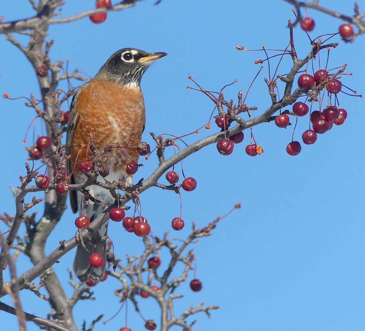eBird Québec Checklist - 26 Nov 2022 - Domaine de Maizerets - 7 species