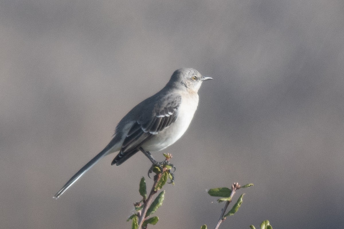 eBird Checklist - 25 Nov 2022 - Petaluma Marsh WA--Novato Creek Unit ...