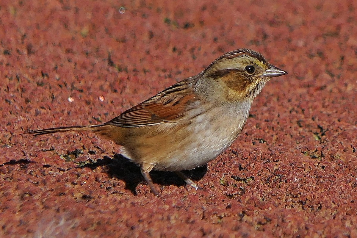 eBird Checklist - 26 Nov 2022 - Larry Wehmeyer Environmental Education ...