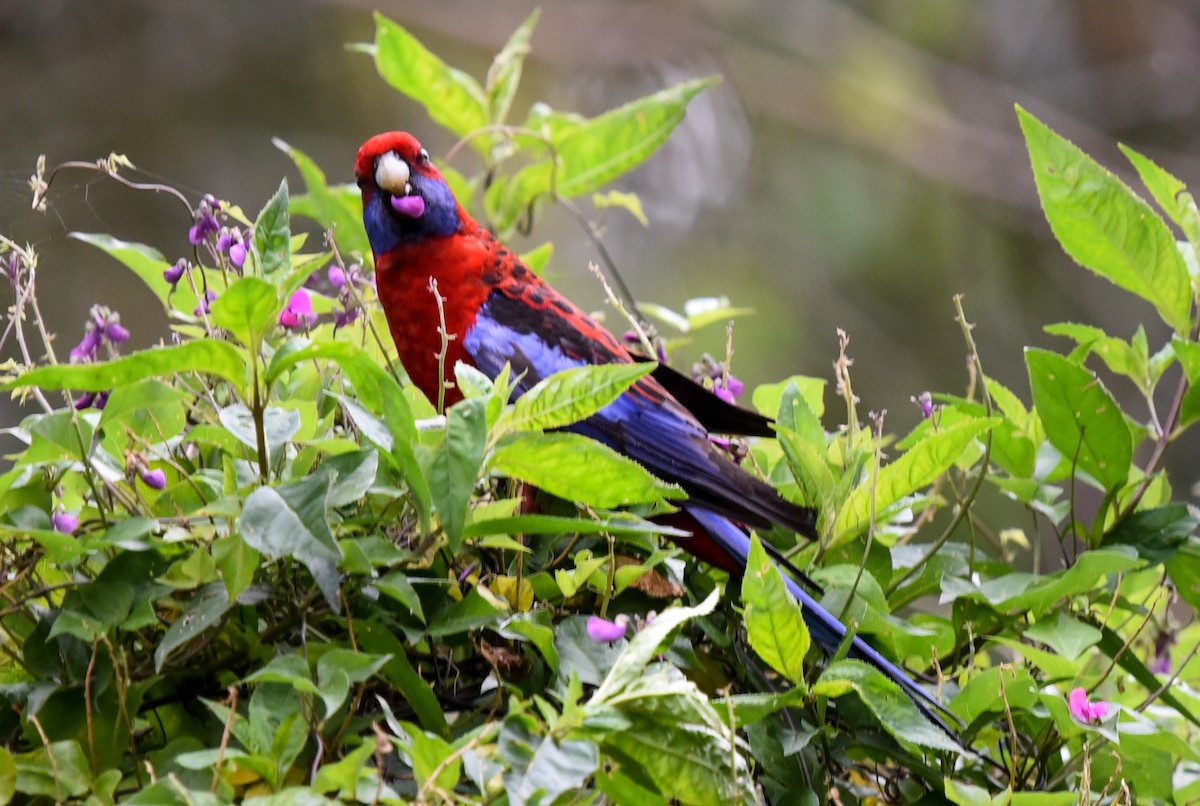 eBird Checklist - 27 Nov 2022 - Wicks Reserve - 42 species