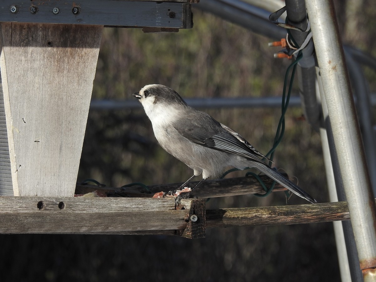eBird Québec Checklist - 26 Nov 2022 - Saint-Georges-de-Windsor, boisé ...