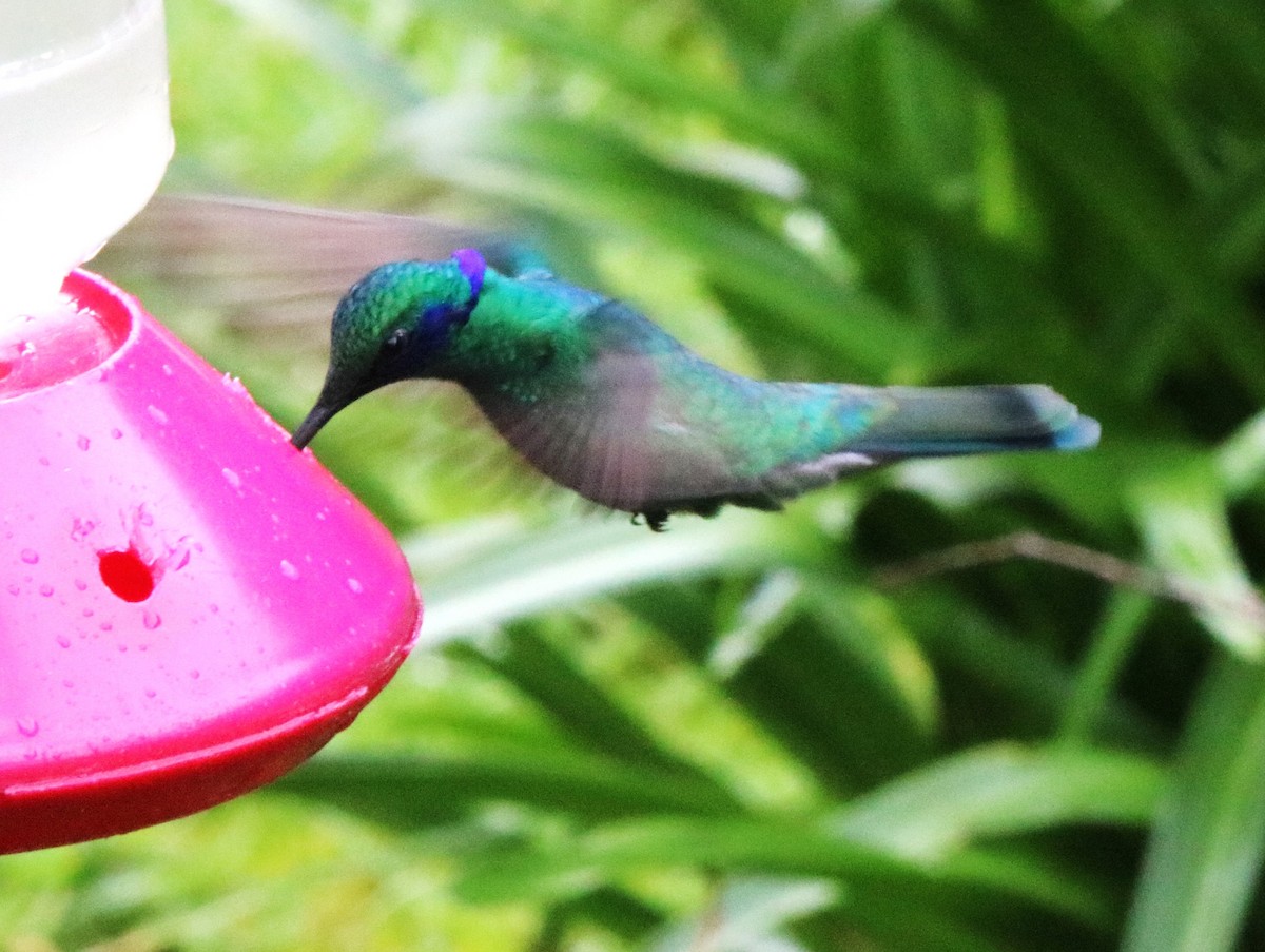 eBird Checklist - 16 Nov 2022 - Reserva Ecológica Río Blanco - 62 species