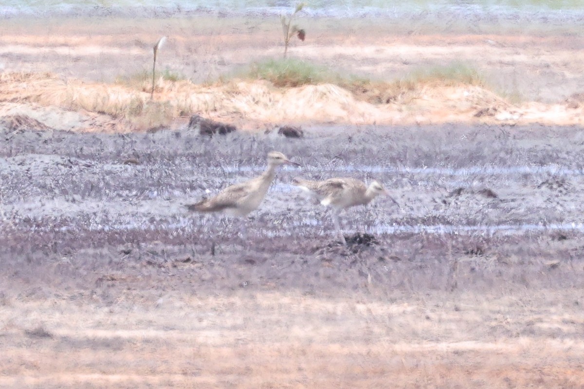 eBird Checklist - 27 Nov 2022 - Kedron Brook Wetlands Reserve - 26 species