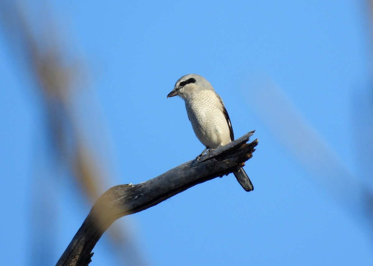 eBird Checklist - 23 Nov 2022 - Lake Nichols - 3 species