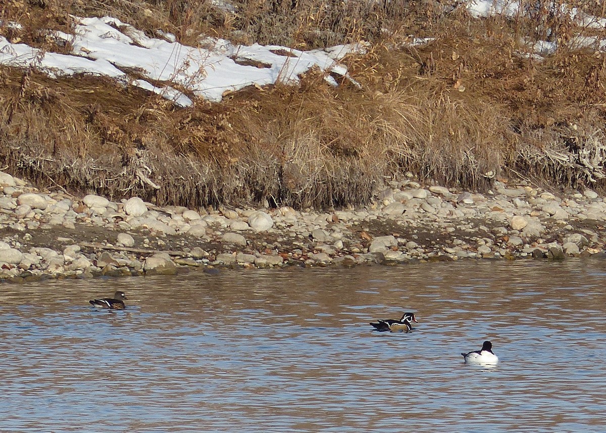 eBird Checklist - 26 Nov 2022 - Calgary--Carburn Park - 20 species (+2 ...