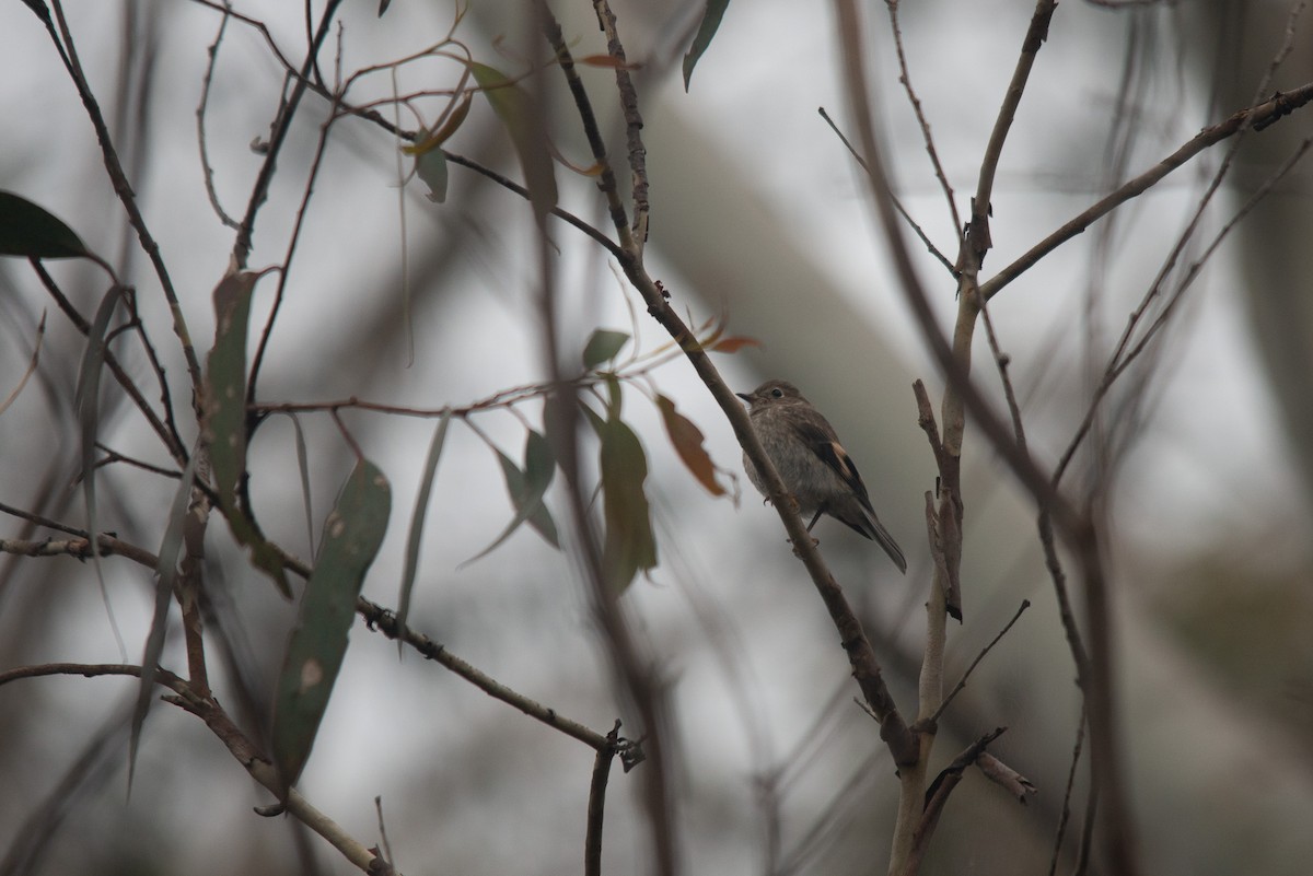 eBird Australia Checklist - 27 Nov 2022 - Gloucester Tops, New South ...