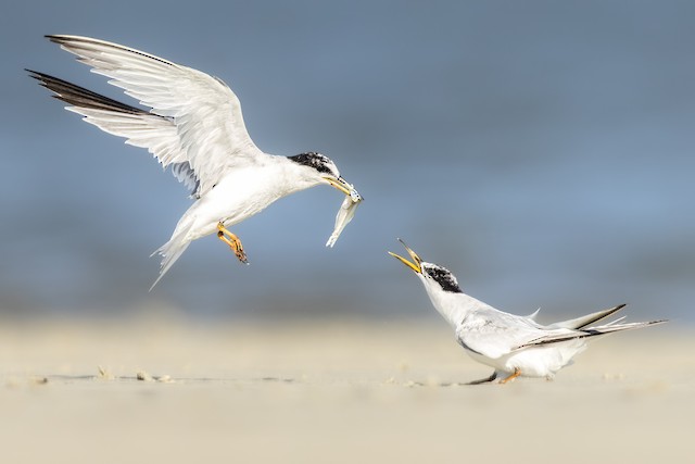 Least Tern Juvenile