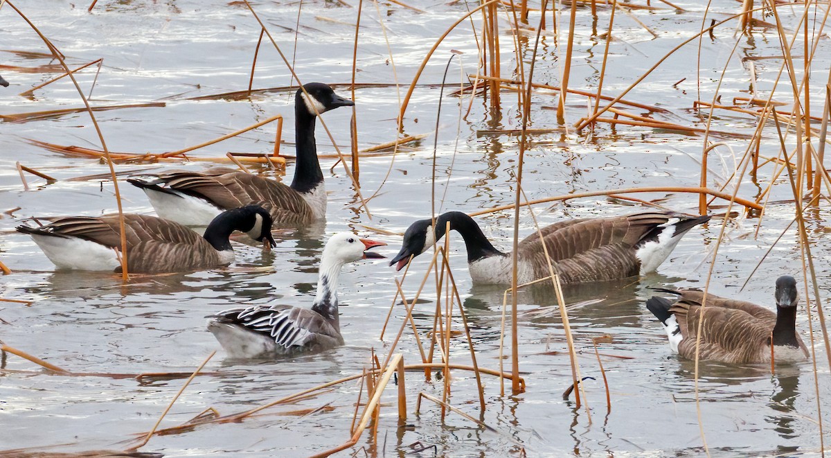 eBird Québec Checklist - 26 Nov 2022 - Boulevard Perrot Sud-Ouest - 27 ...