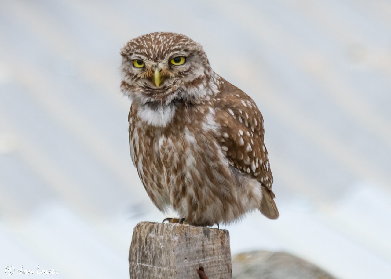 Little Owl (Little) - eBird