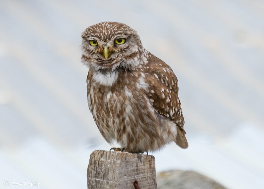 Little Owl (Little) - eBird