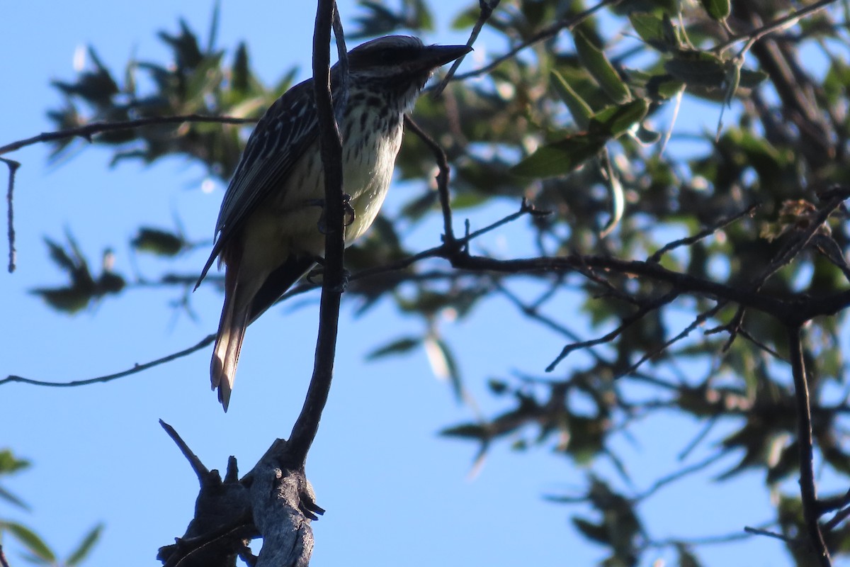 eBird Checklist - 16 Aug 2022 - Madera Canyon--Proctor Rd. - 15 species