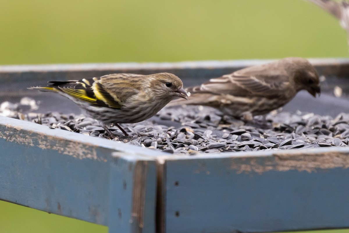eBird Checklist - 27 Nov 2022 - 15 Bush St., Marlborough - 13 species ...