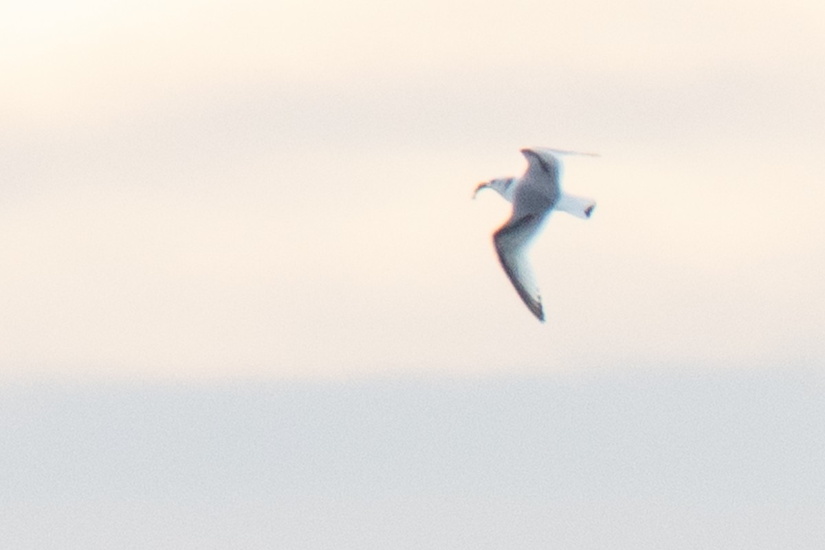 eBird Checklist - 27 Nov 2022 - Prince Edward Point NWA - 28 species