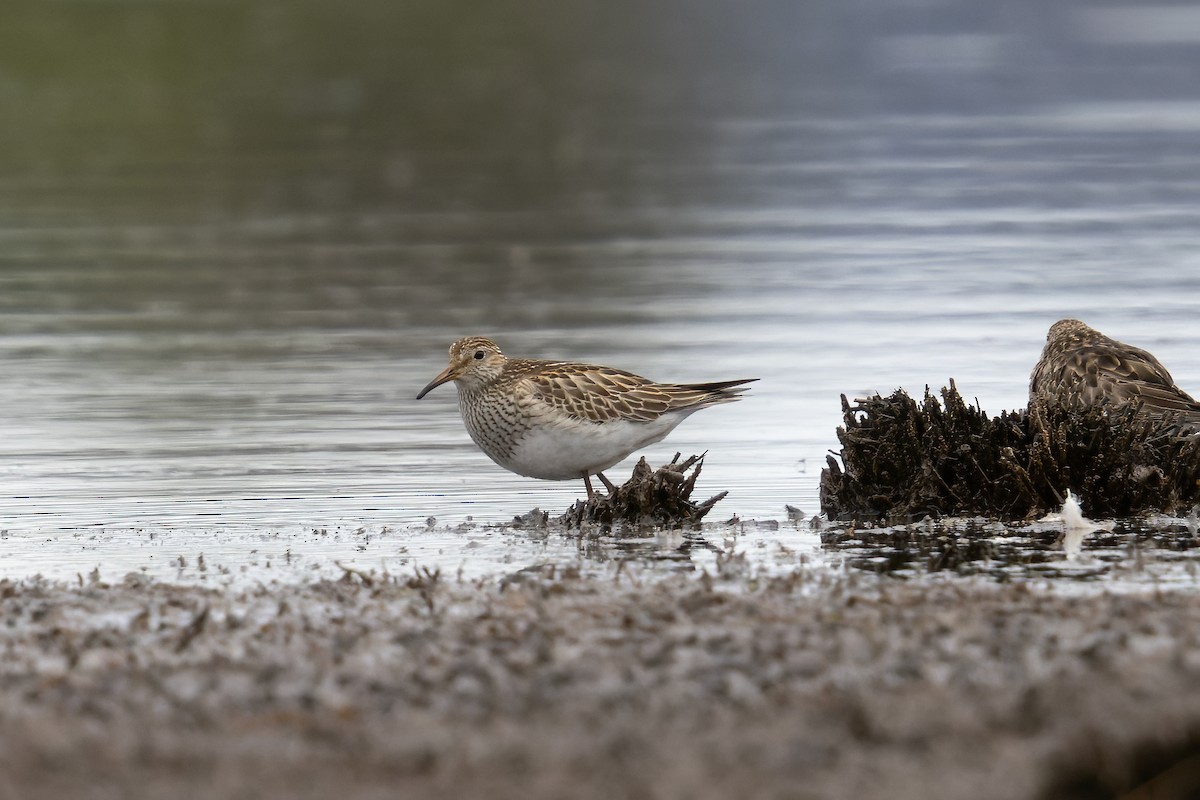eBird Checklist - 28 Nov 2022 - 563–599 Wallagoot La, Jellat Jellat AU ...
