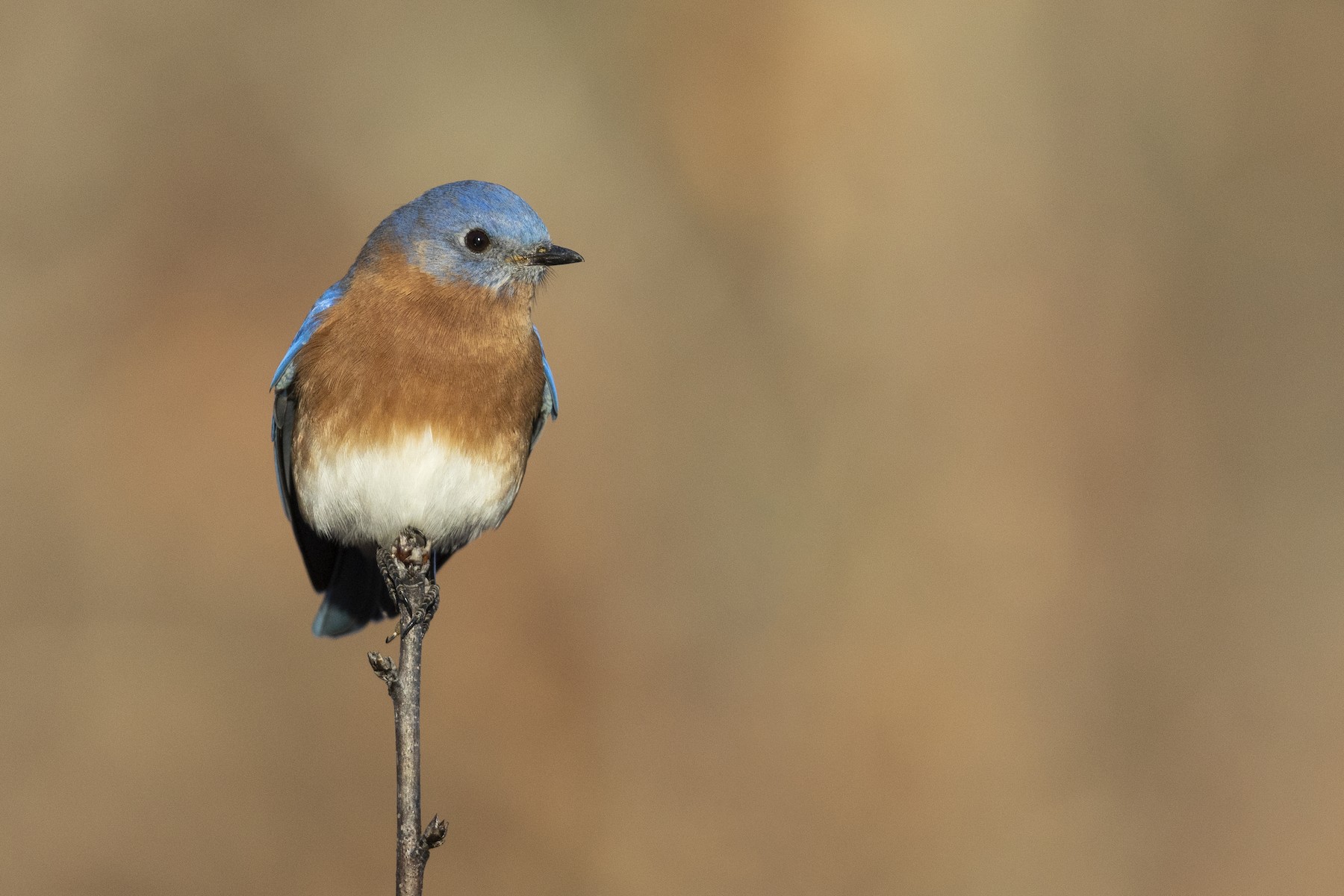 Azulejo Garganta Canela (grupo sialis) - eBird
