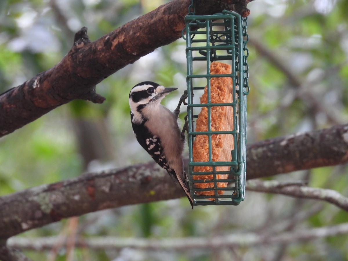 eBird Checklist - 27 Nov 2022 - My Backyard - 7 species