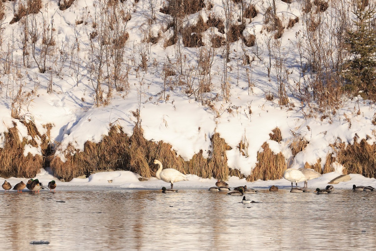 eBird Checklist - 14 Nov 2022 - Red Deer--River Bend Recreation Area ...