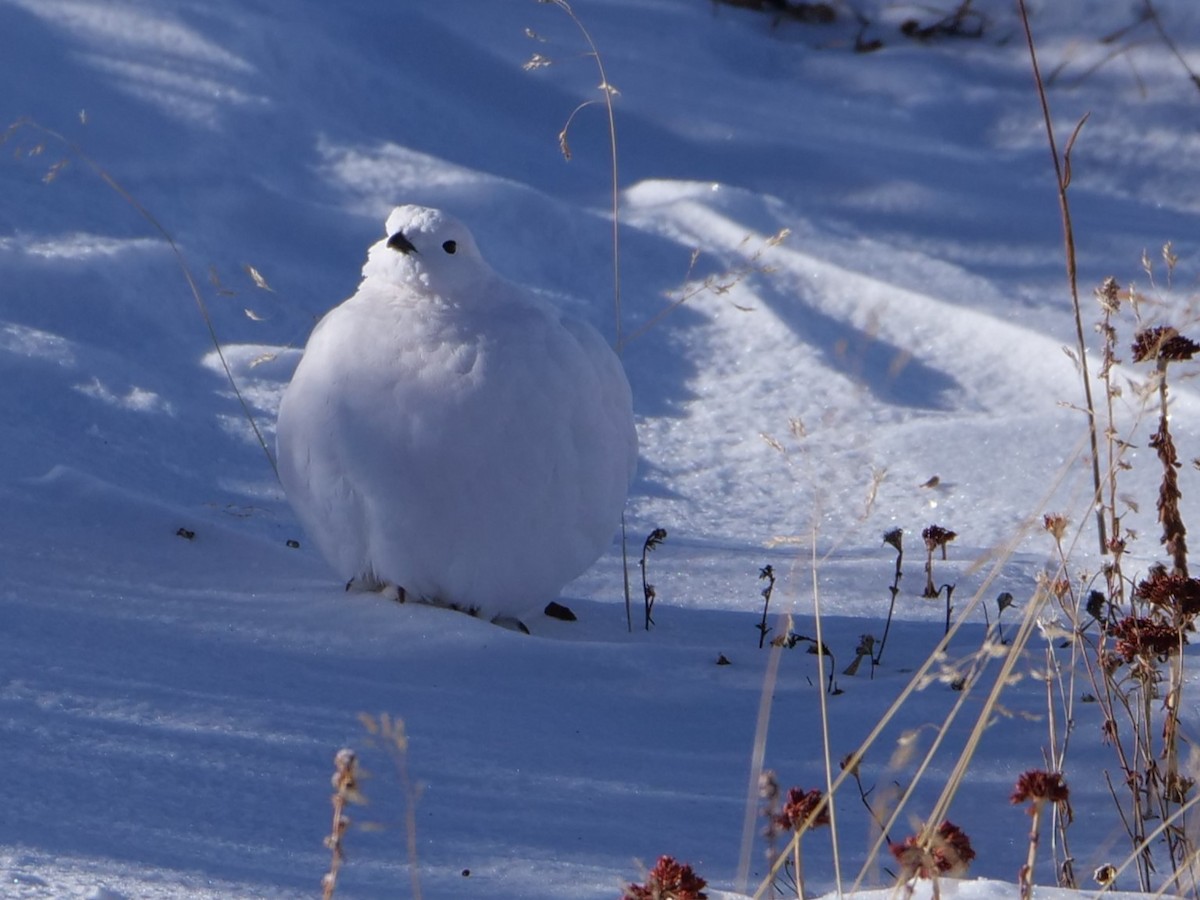 eBird Checklist - 26 Nov 2022 - Bierstadt Trail - 2 species