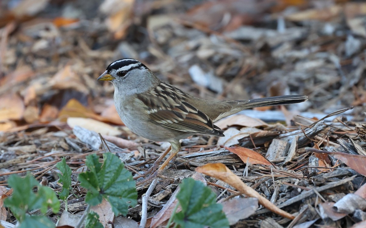 eBird Checklist - 24 Nov 2022 - Meadow Park--San Luis Obispo - 20 species