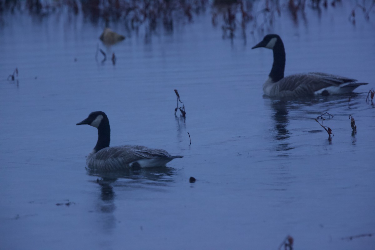 eBird Checklist - 27 Nov 2022 - Ottawa NWR--Wildlife Drive (Ottawa Co ...