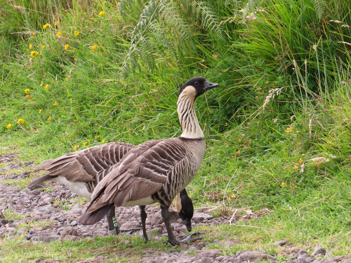 eBird Checklist - 18 Oct 2022 - Hakalau Forest NWR--Pua Akala Tract ...
