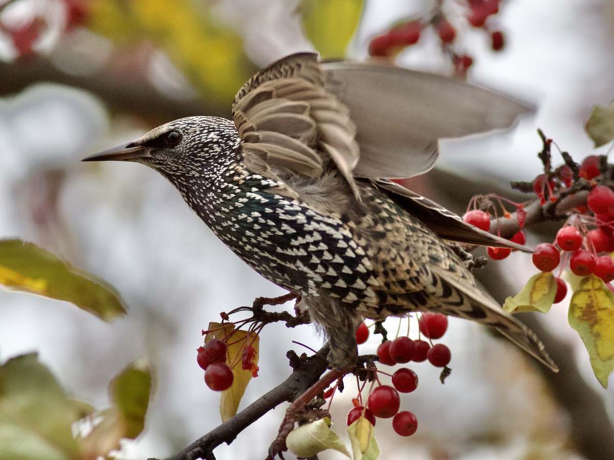 eBird Checklist - 27 Nov 2022 - Boston Public Garden - 18 species (+1 ...