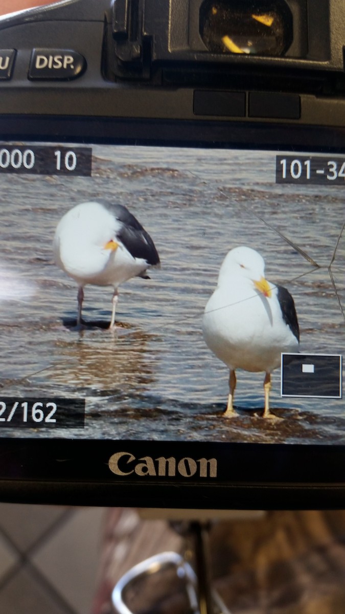 eBird Checklist - 11 Mar 2017 - Los Angeles River--Alondra Blvd. - 20 ...