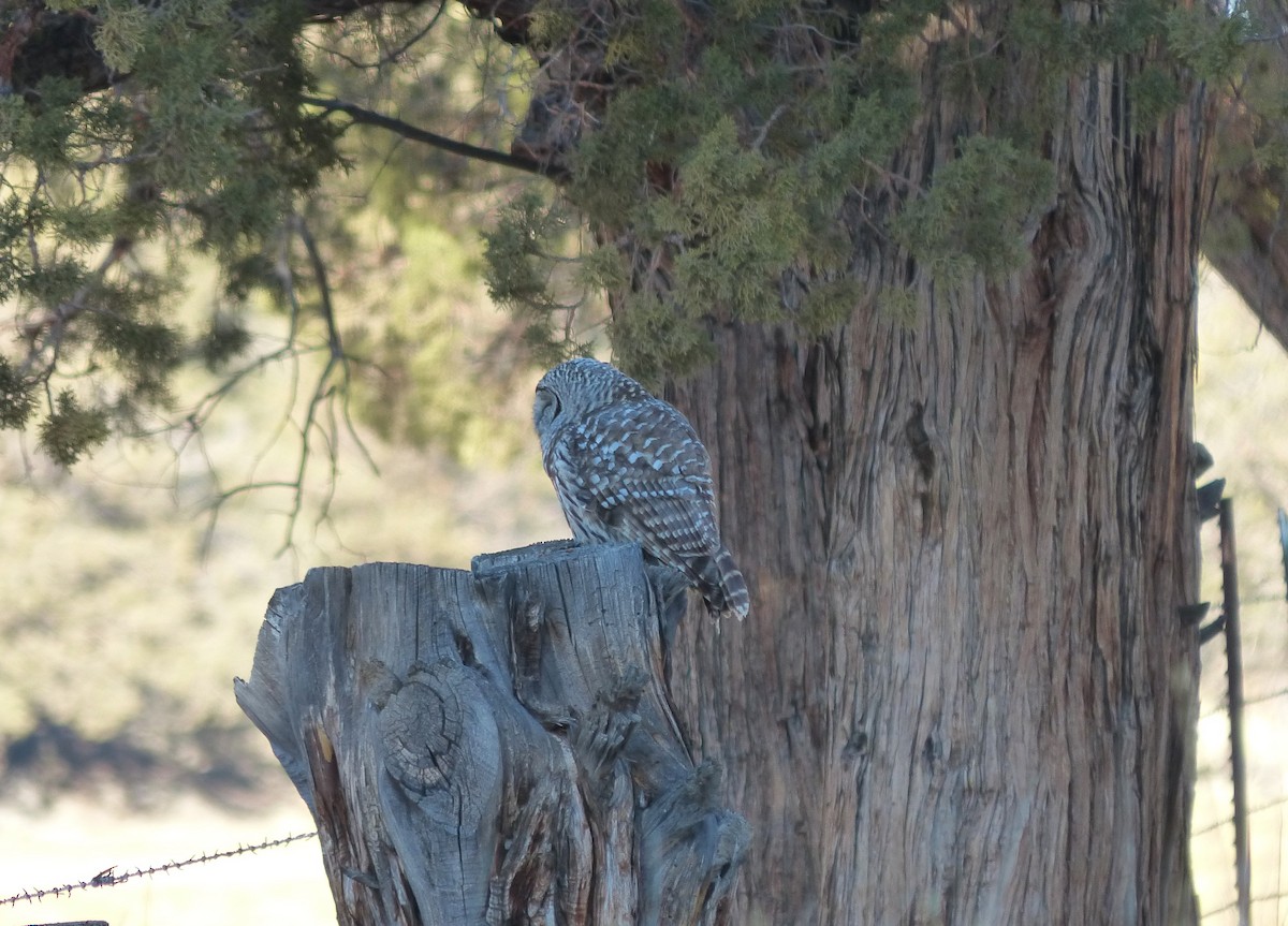 eBird Checklist - 27 Nov 2022 - Big Springs Rd, Siskiyou Co. (41.576556 ...